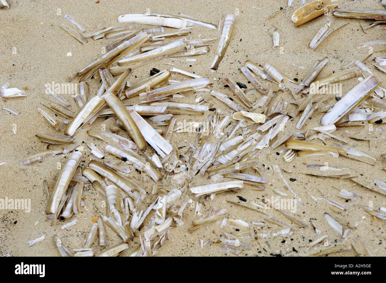 Razorshells -Fotos und -Bildmaterial in hoher Auflösung – Alamy