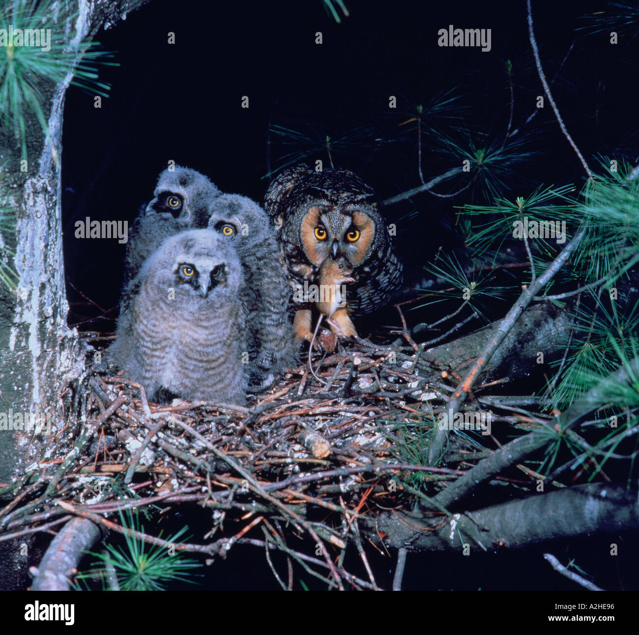 Wohnende eule -Fotos und -Bildmaterial in hoher Auflösung – Alamy