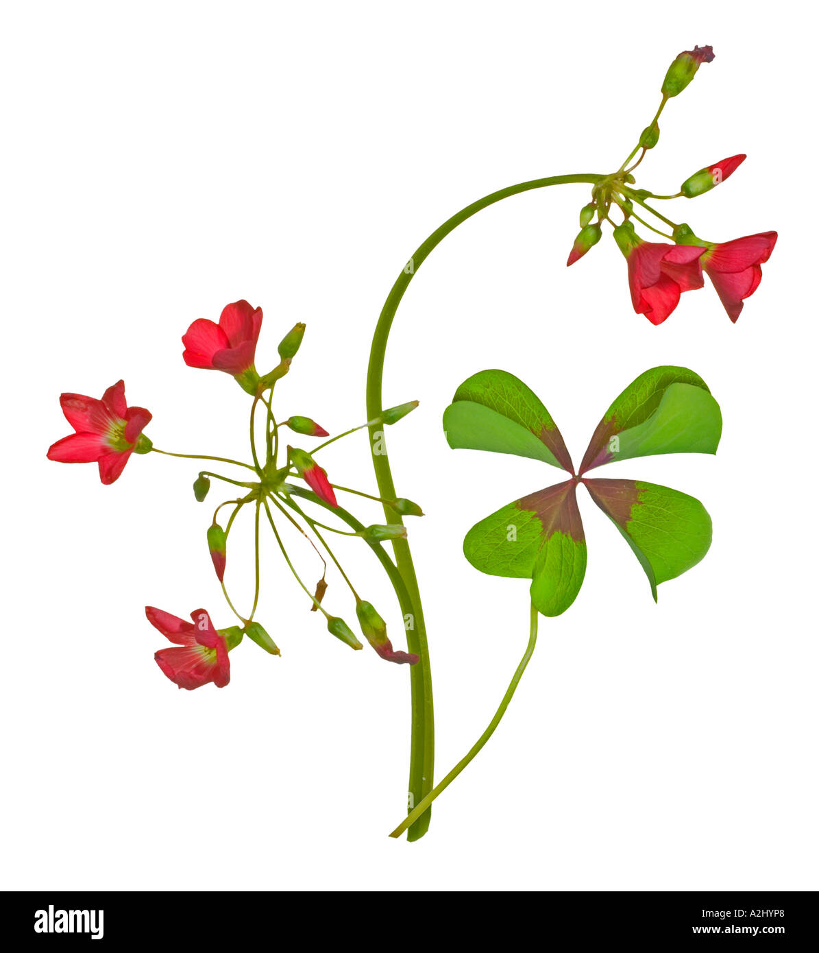 Clover shaped leaves -Fotos und -Bildmaterial in hoher Auflösung – Alamy