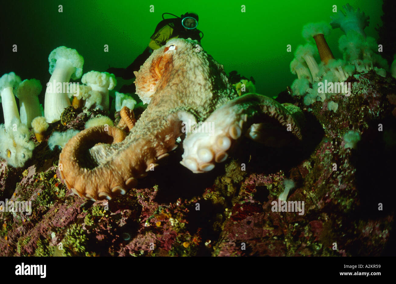 Pazifische Riesenkrake mit Scuba Diver, Octopus Dofleini, Britisch ...