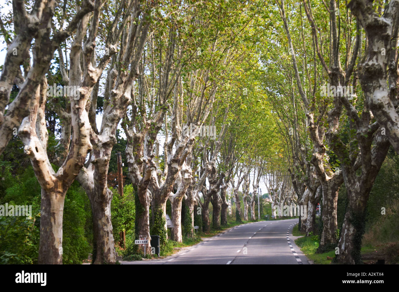 Einer von Bäumen gesäumten Land Straße Allee mit Platanen Platanen ...