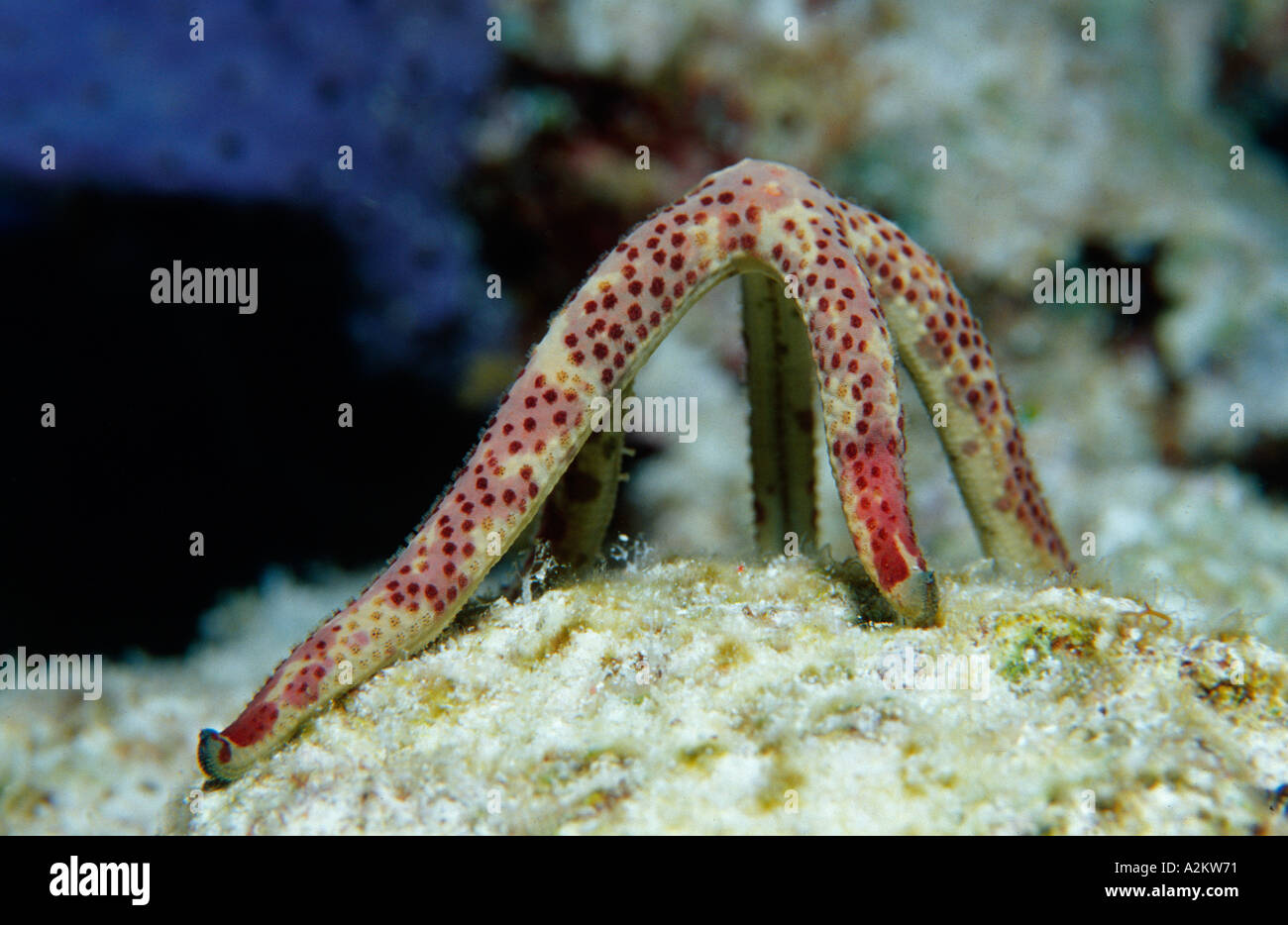 Comet sea star linckia multifora -Fotos und -Bildmaterial in hoher ...