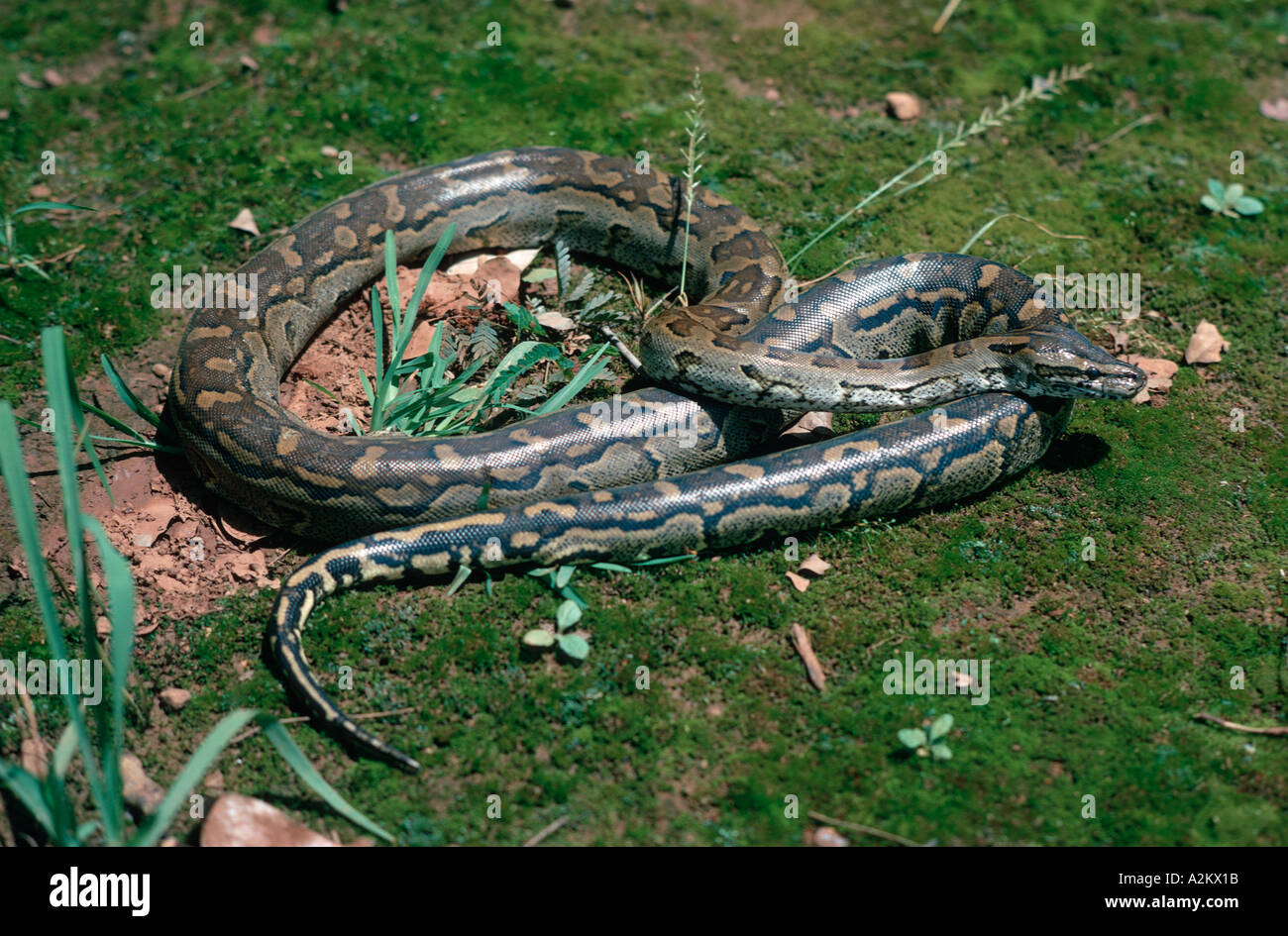 Python sebae -Fotos und -Bildmaterial in hoher Auflösung – Alamy