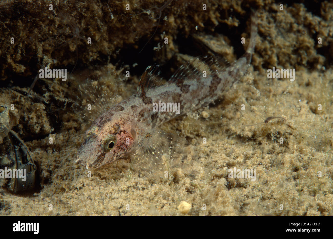 Tubenose goby -Fotos und -Bildmaterial in hoher Auflösung – Alamy