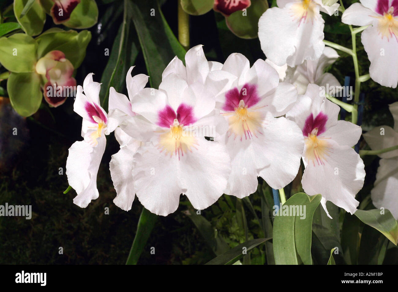Miltoniopsis Robert Strauss Stockfotografie - Alamy