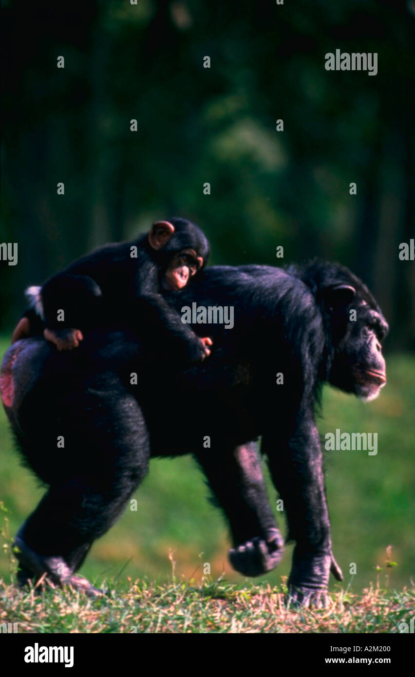 Affe mutter kind baby weiblich -Fotos und -Bildmaterial in hoher ...