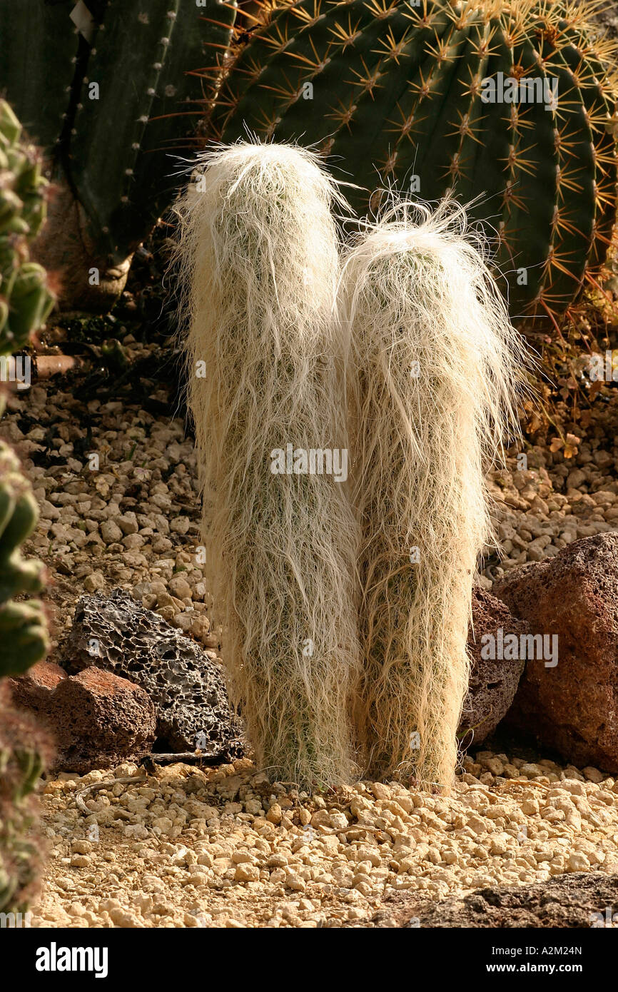 Cephalocereus senilis old man cactus -Fotos und -Bildmaterial in hoher ...