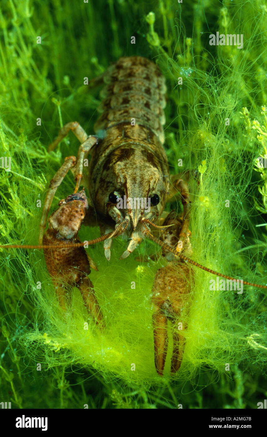 Weiße krallte Krebse, Austropotamobius pallipes Stockfotografie - Alamy