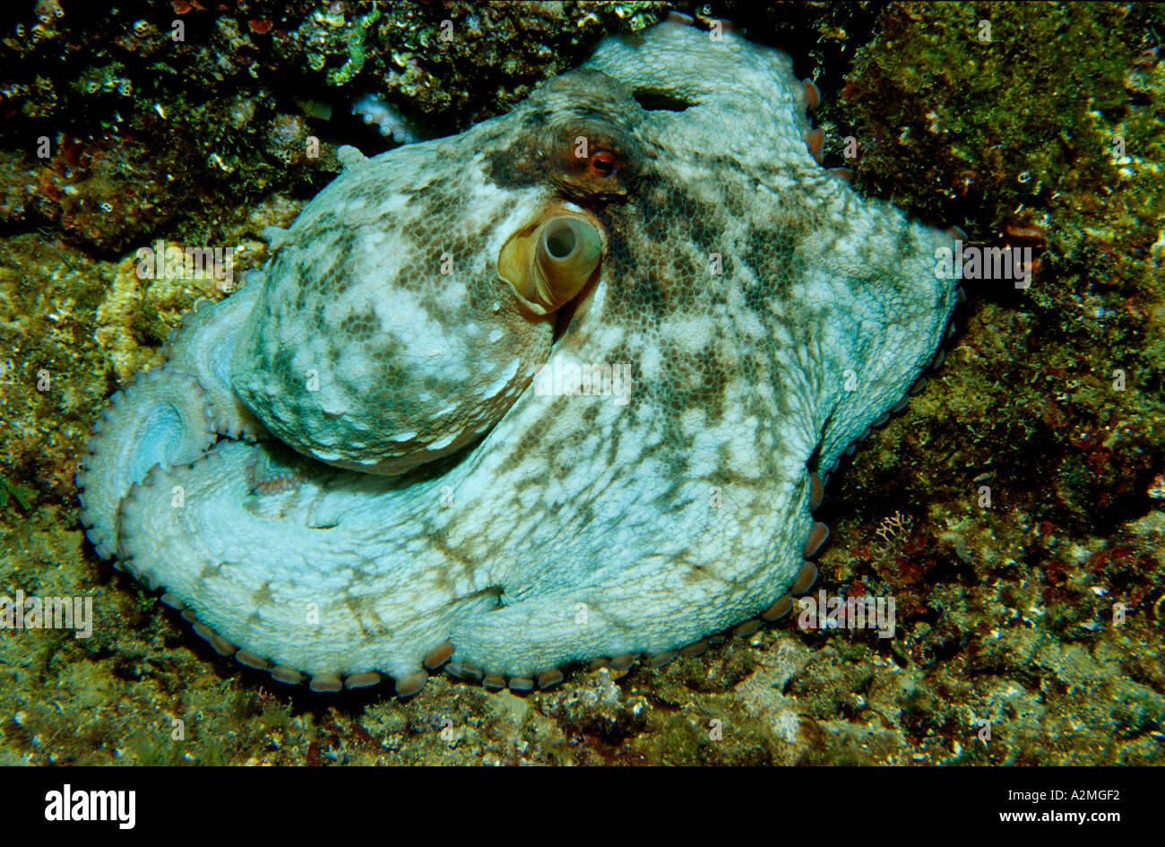 Krake oktopus -Fotos und -Bildmaterial in hoher Auflösung – Alamy
