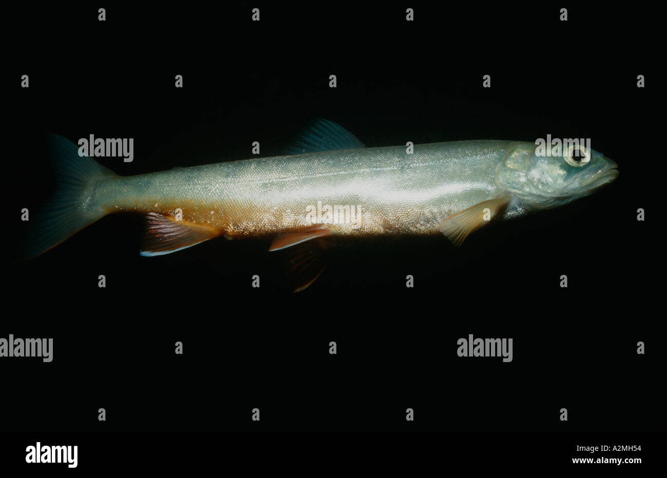 Salvelinus alpinus salvelinus -Fotos und -Bildmaterial in hoher ...