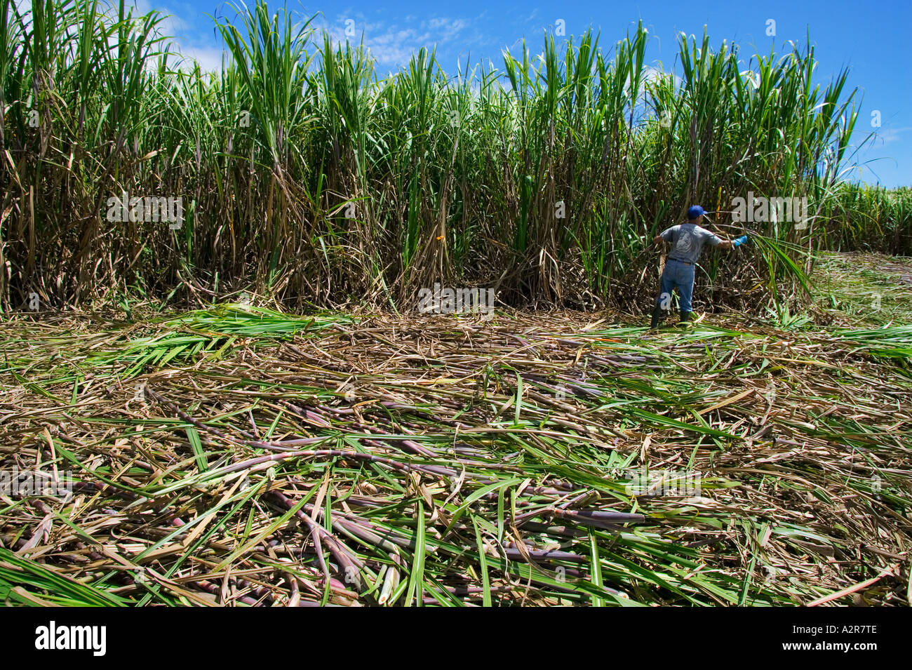 Reunion Island Sugar Cane Stockfotos und -bilder Kaufen - Seite 2 - Alamy