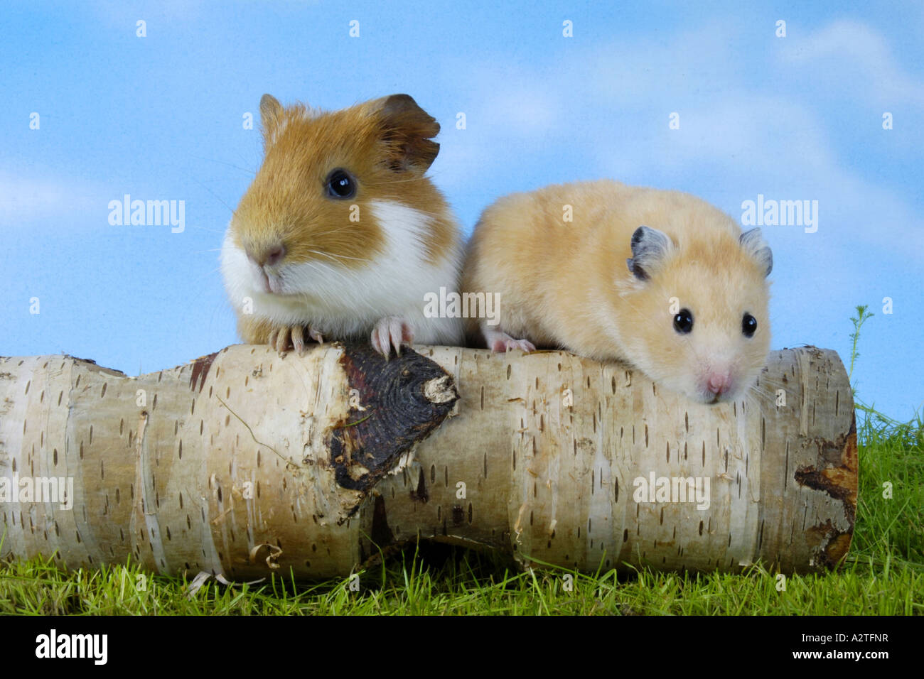 Golden Hamster Und Meerschweinchen Cavia Aperea F Porcellus