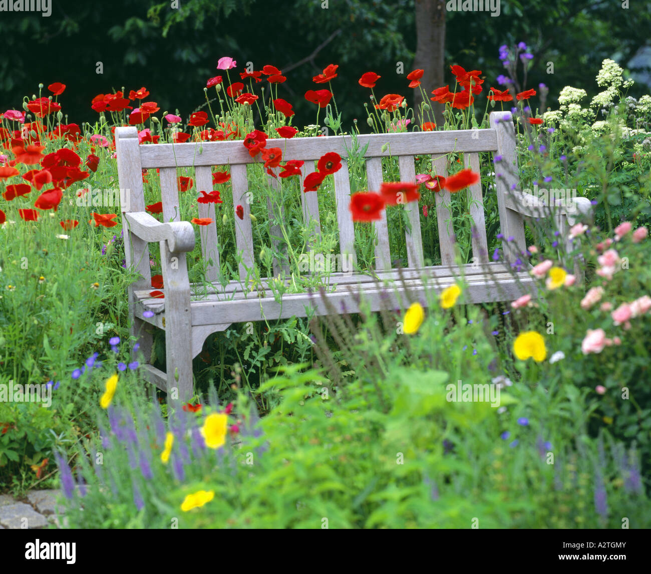 Shirley mohn wiese -Fotos und -Bildmaterial in hoher Auflösung – Alamy