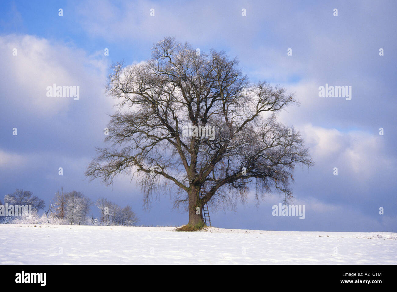 Quercus robur schnee winter winterlich -Fotos und -Bildmaterial in ...