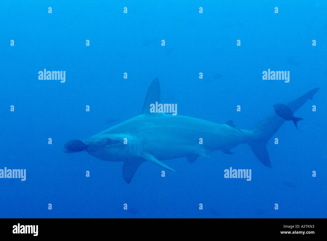 Sphyma lewini -Fotos und -Bildmaterial in hoher Auflösung – Alamy