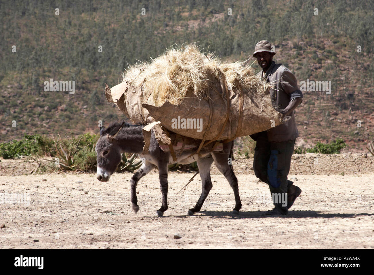 Landwirt mit Esel tragen schwere Last in Aksum oder Axum Äthiopien ...
