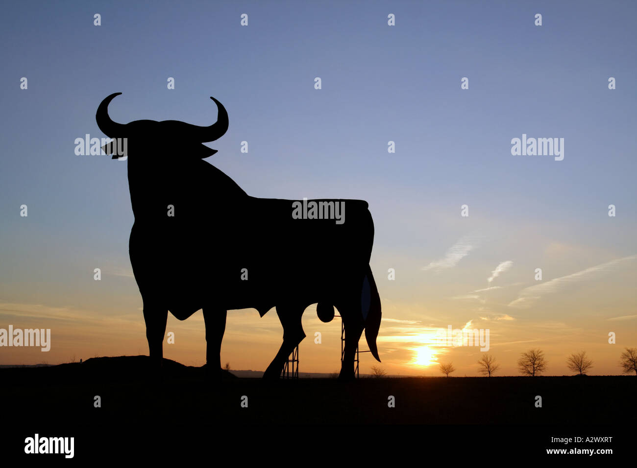Osborne stier -Fotos und -Bildmaterial in hoher Auflösung – Alamy