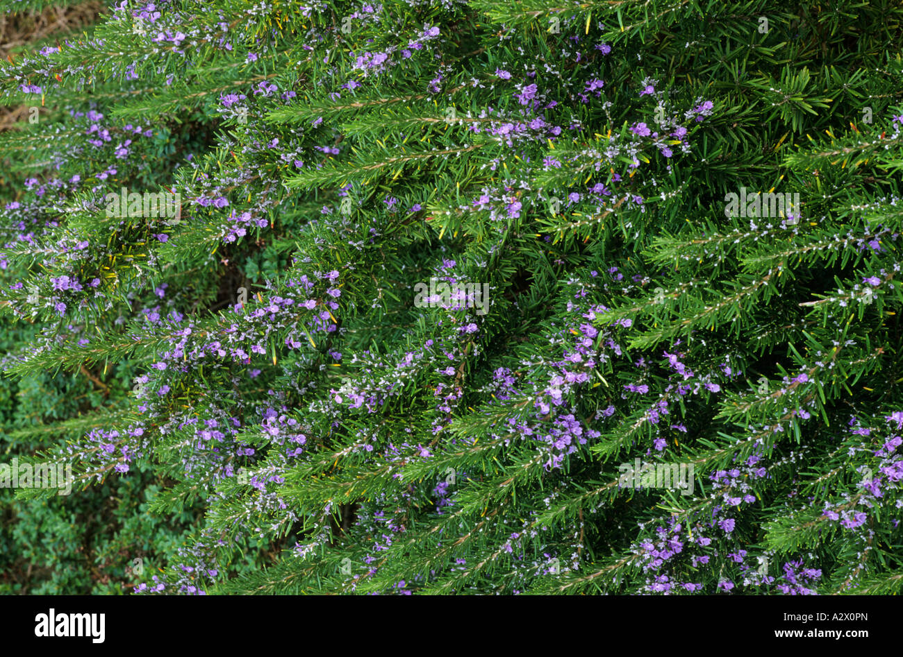 Rosmarinus Officinalis Repens Tuscan Blue Stockfotografie - Alamy