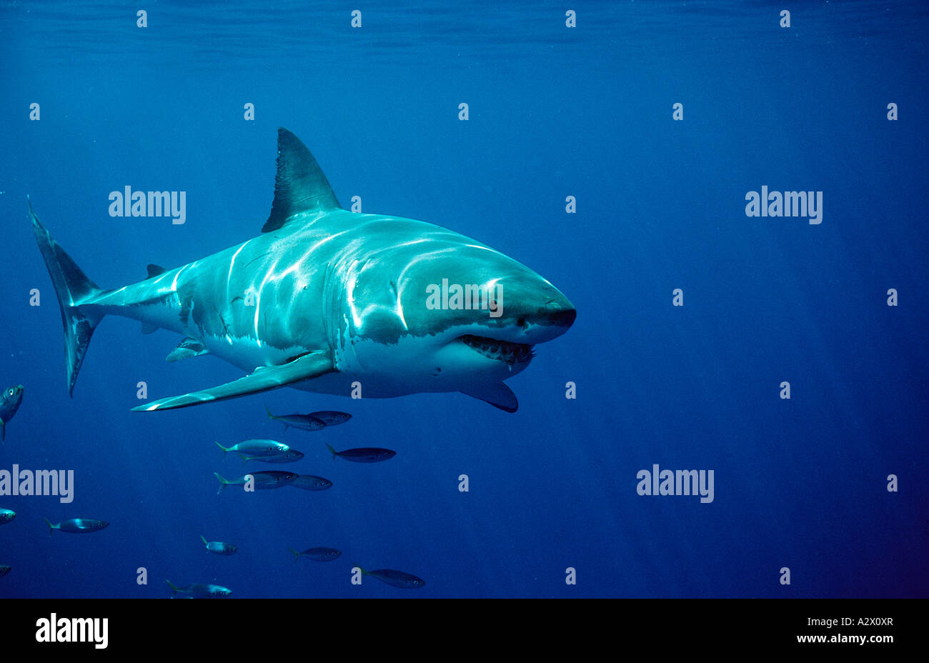 Der weiße Hai Carcharodon Carcharias Südafrika Dyer Island Gansbaai ...