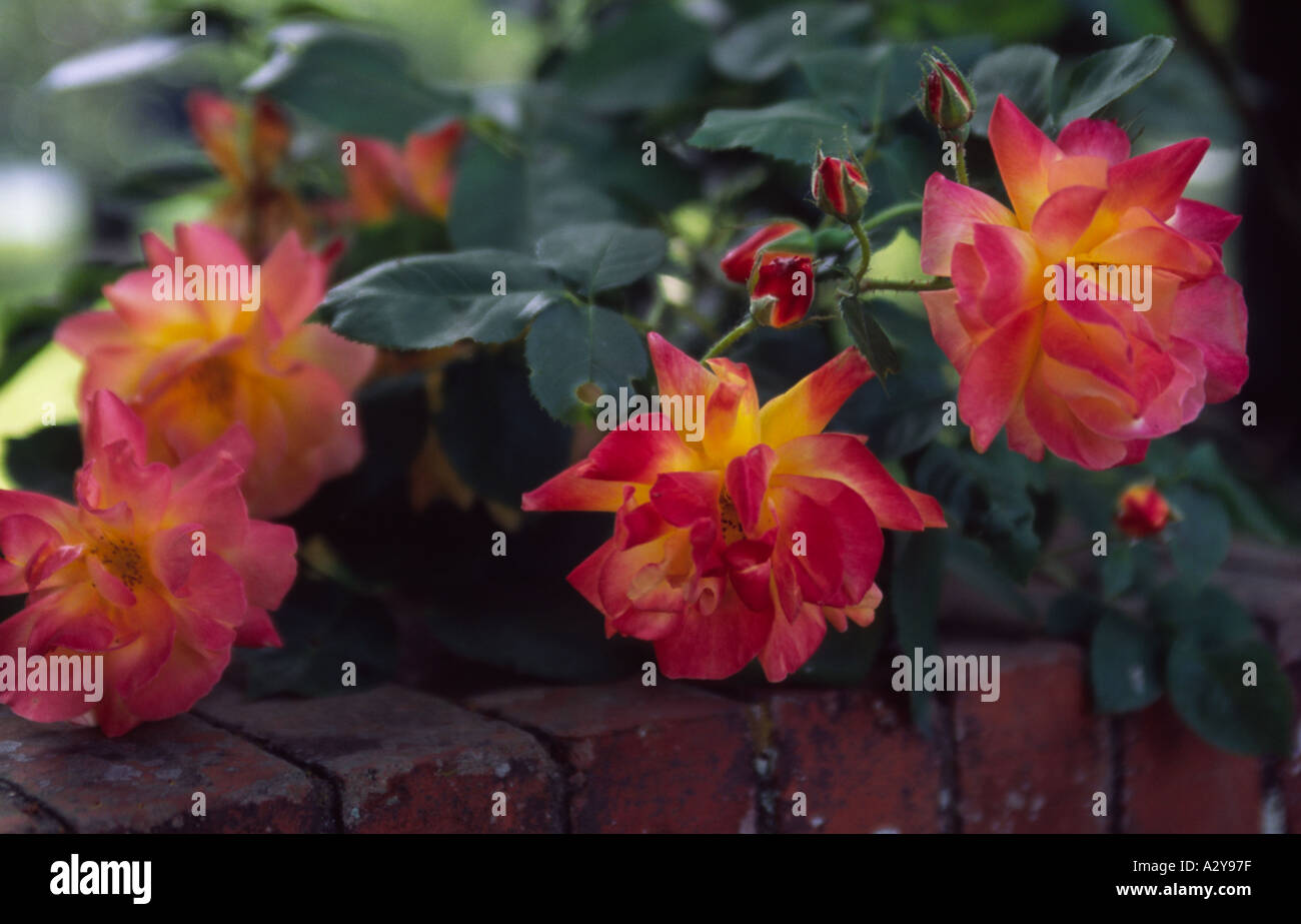 Mehrfarbenrosen nah oben -Fotos und -Bildmaterial in hoher Auflösung ...