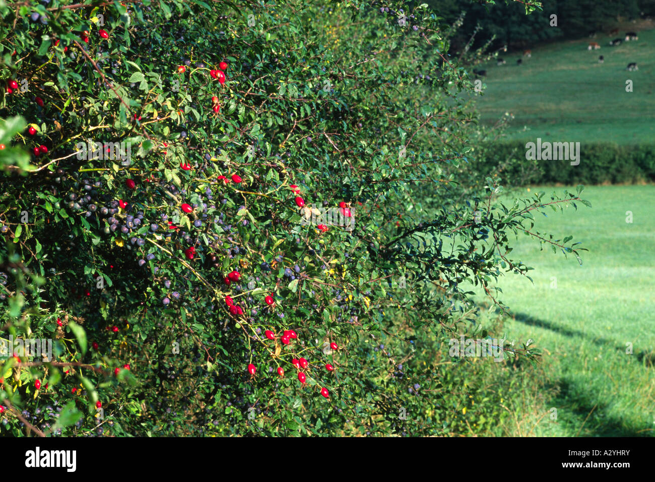 Sherards downy rose rosa sherardii -Fotos und -Bildmaterial in hoher ...