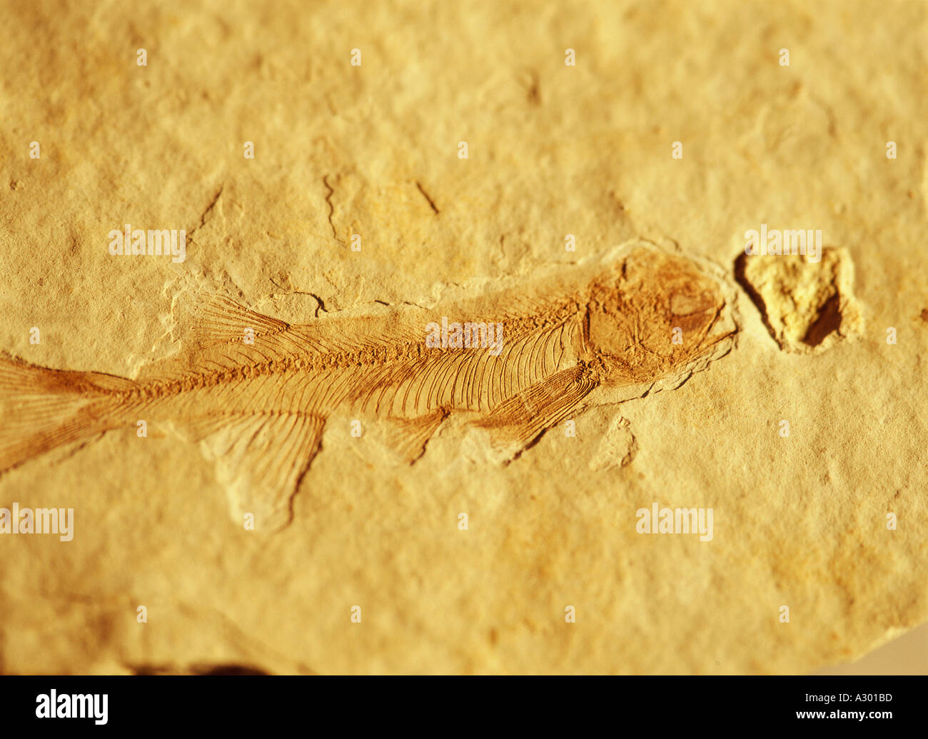 Fossils china -Fotos und -Bildmaterial in hoher Auflösung – Alamy