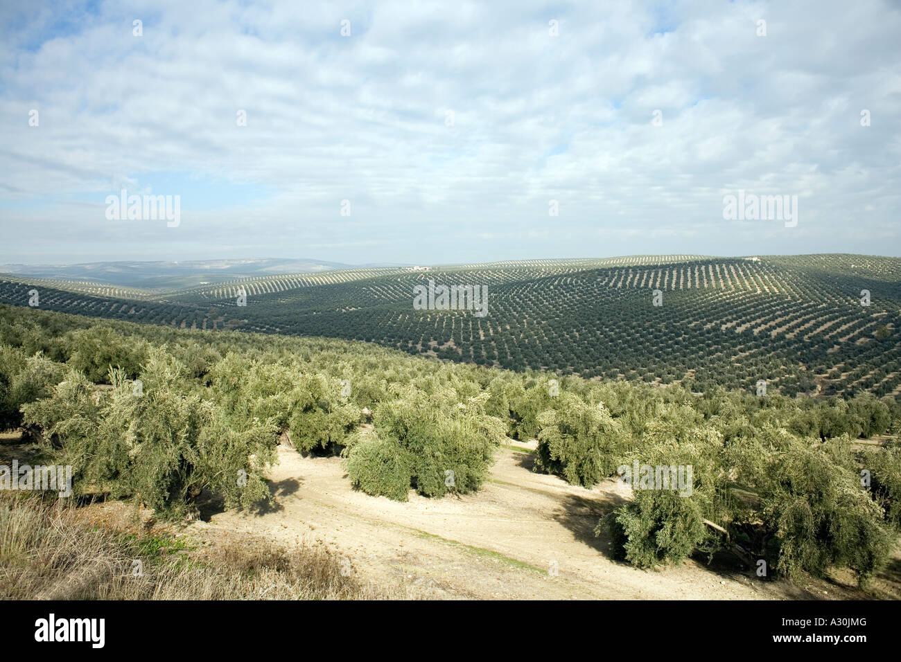 Olive groves jaen -Fotos und -Bildmaterial in hoher Auflösung – Alamy