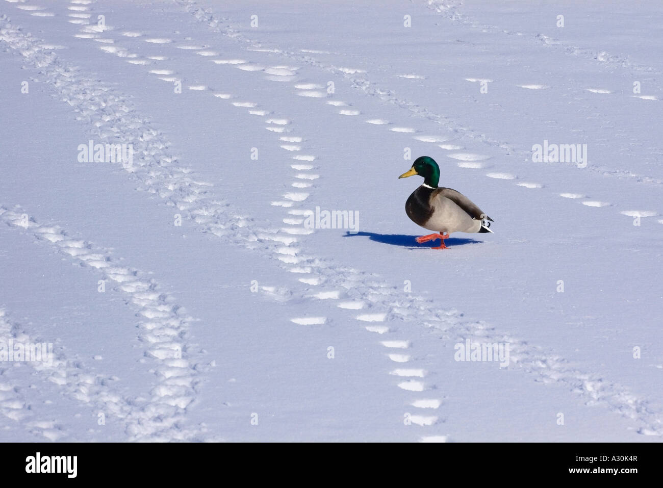 Duck tracks -Fotos und -Bildmaterial in hoher Auflösung – Alamy