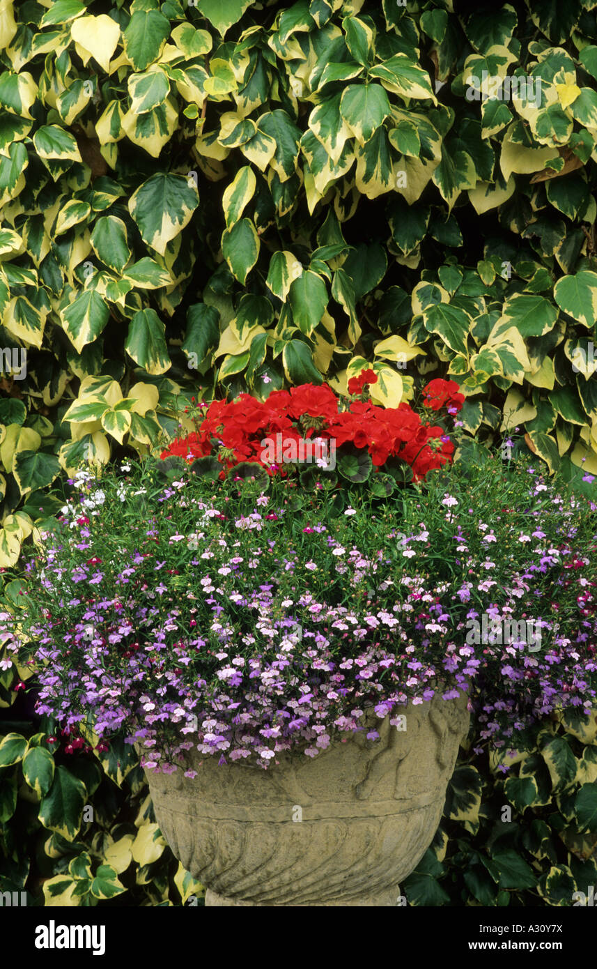 Container Stein Pelargonien bunte Efeu Hintergrund Stockfotografie - Alamy
