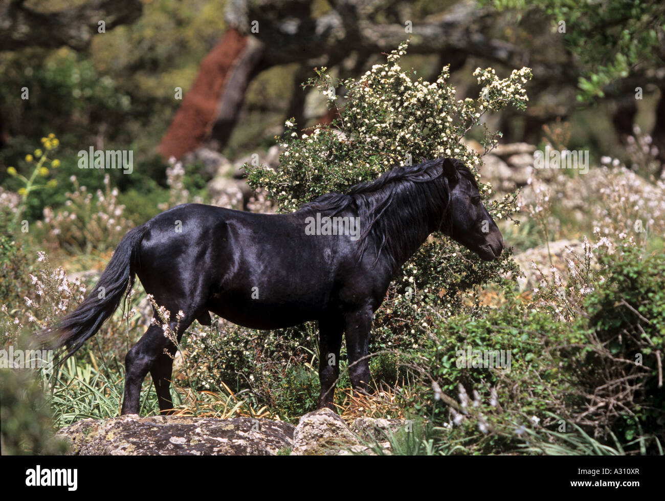 Sardinian horse -Fotos und -Bildmaterial in hoher Auflösung – Alamy