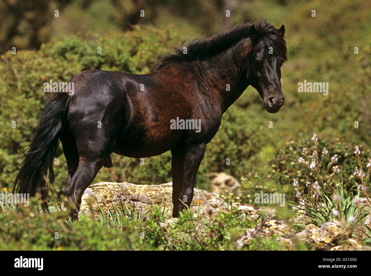 Sardinian horse -Fotos und -Bildmaterial in hoher Auflösung – Alamy