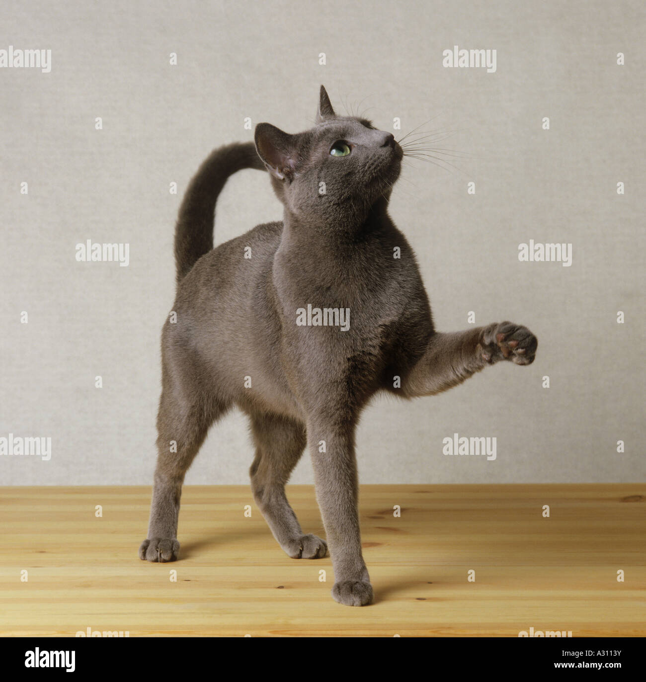 Hebe die pfote an -Fotos und -Bildmaterial in hoher Auflösung – Alamy