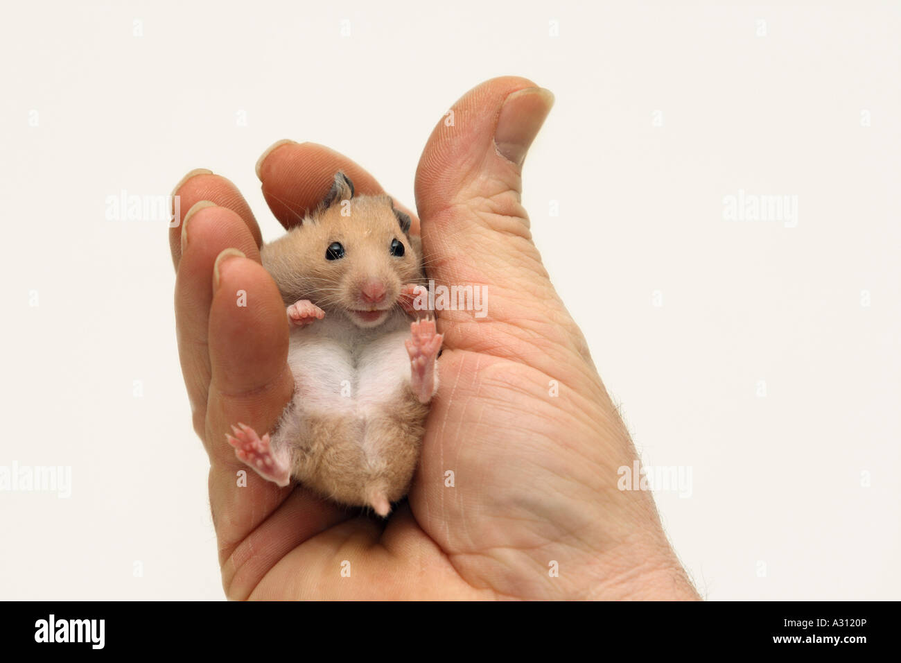 Golden hamster cub -Fotos und -Bildmaterial in hoher Auflösung – Alamy