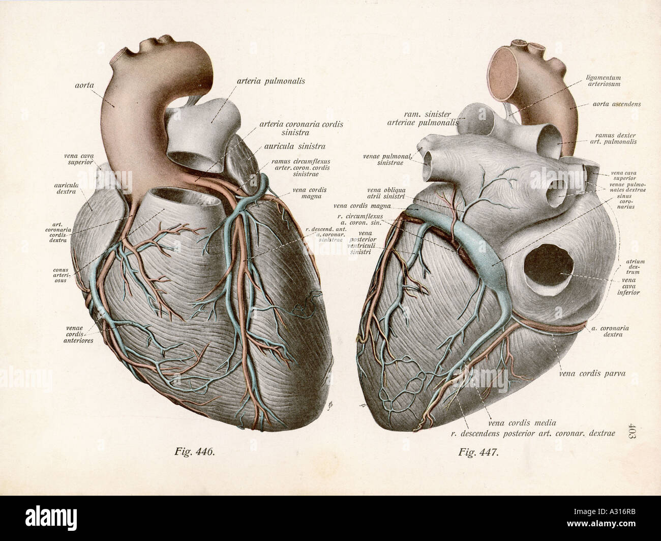 Heart anatomy latin -Fotos und -Bildmaterial in hoher Auflösung – Alamy