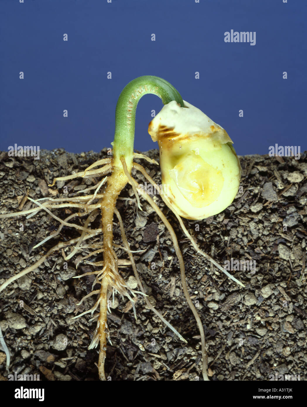 LIMABOHNE KEIMUNG MIT AUFSTREBENDEN KEIMBLÄTTER AUS TESTS, KEIMACHSE ...