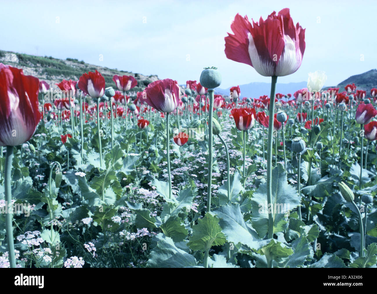 Opium afghanistan -Fotos und -Bildmaterial in hoher Auflösung – Alamy