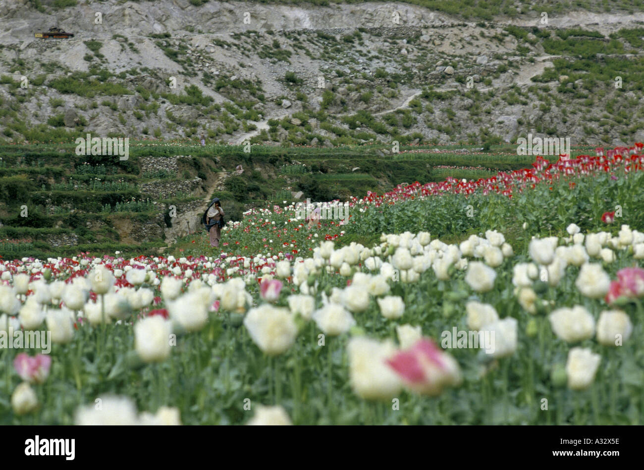 Afghanistan poppy opium -Fotos und -Bildmaterial in hoher Auflösung ...
