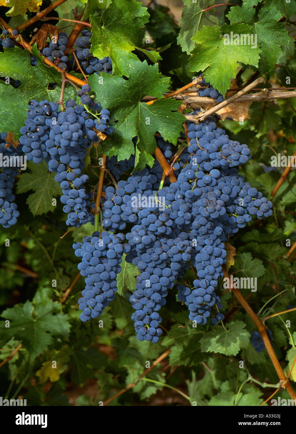 Cabernet franc -Fotos und -Bildmaterial in hoher Auflösung – Alamy