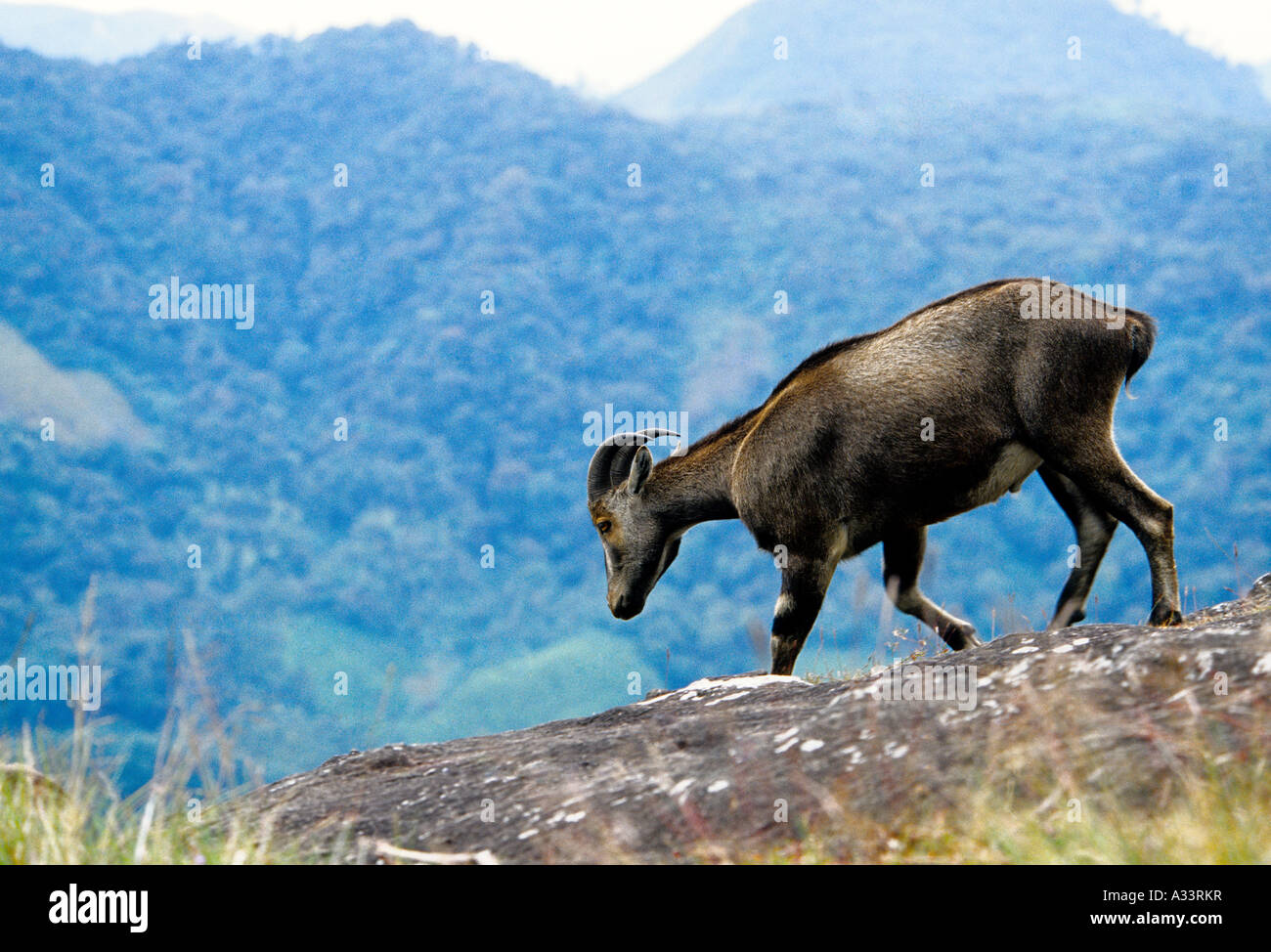 Nilgiri tahr -Fotos und -Bildmaterial in hoher Auflösung – Alamy