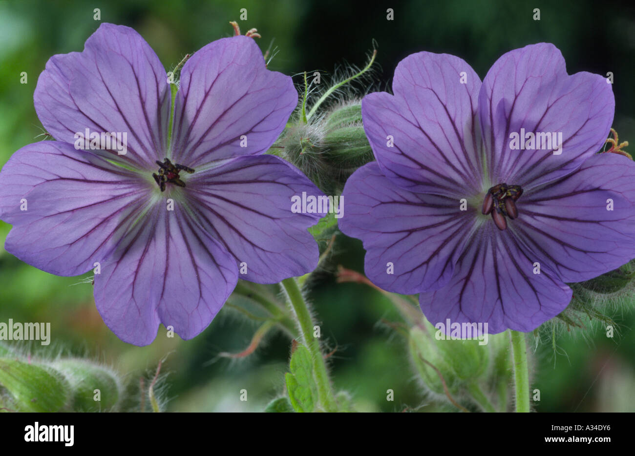 Geranium erianthum -Fotos und -Bildmaterial in hoher Auflösung – Alamy