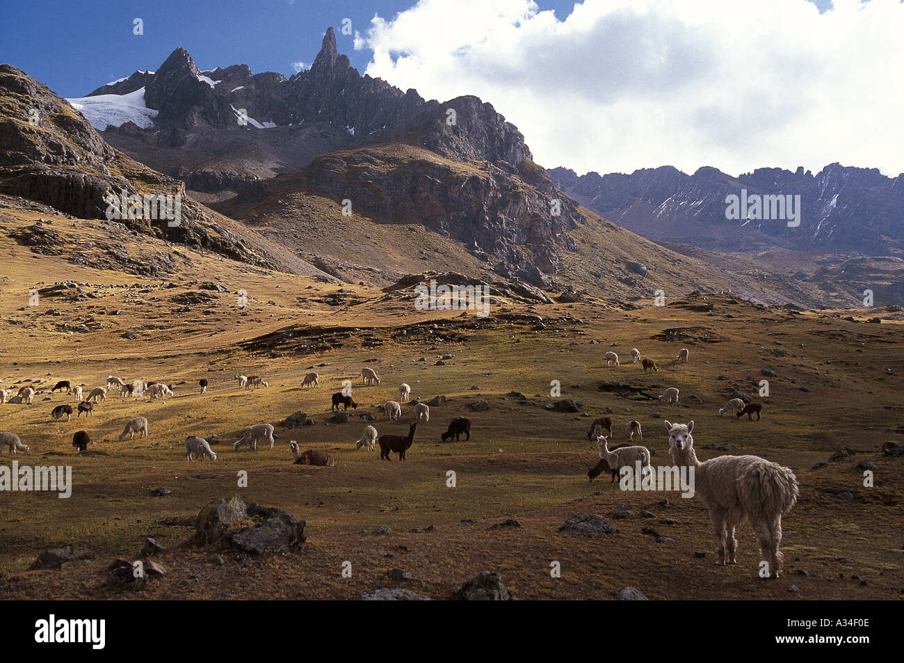 Lama peruana -Fotos und -Bildmaterial in hoher Auflösung – Alamy
