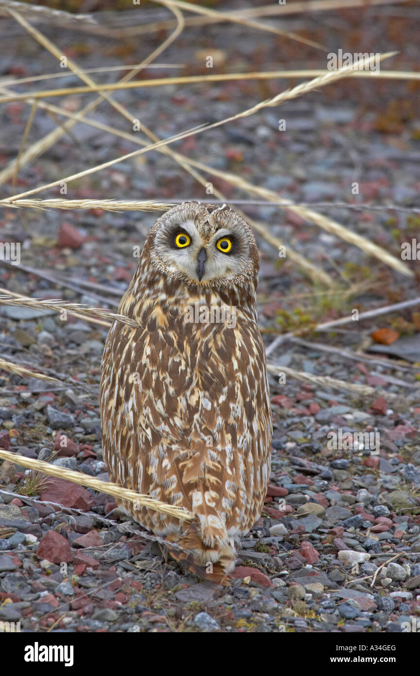 Eule Schaut Nach Hinten Stockfotos & Eule Schaut Nach Hinten Bilder - Alamy