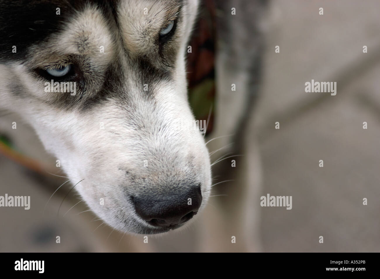Prominente schnauze -Fotos und -Bildmaterial in hoher Auflösung – Alamy