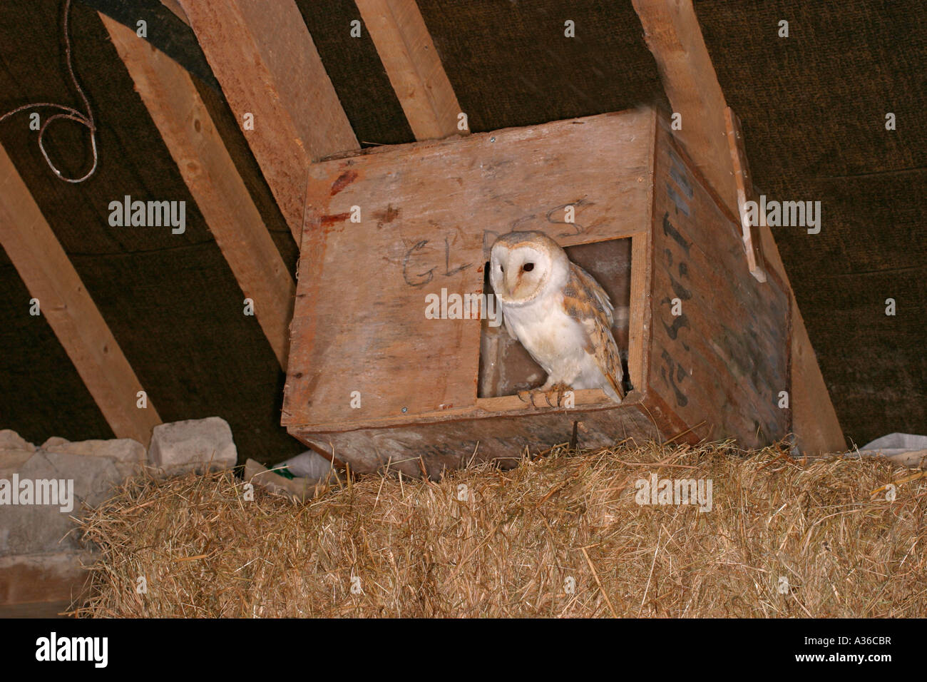 Schleiereule Tyto Alba am Nistkasten Eingang in Scheune fv Stockfotografie - Alamy