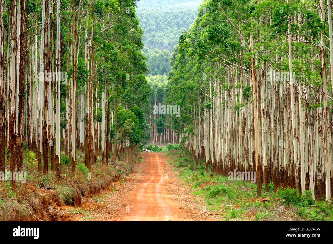 Waldweg durch eine Eukalyptus-Plantage von der R535 Straße zwischen ...