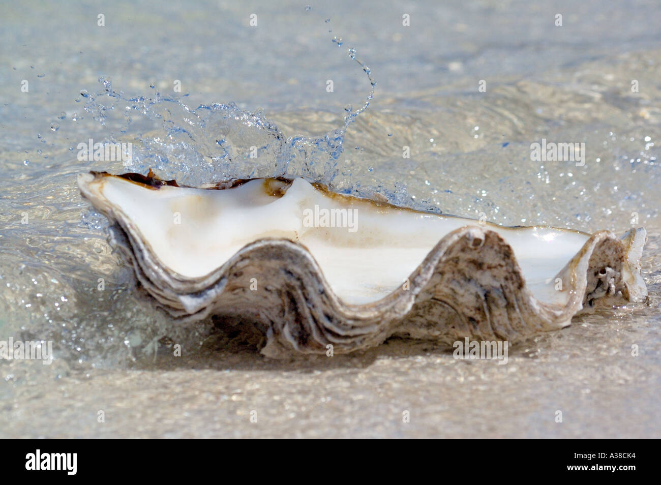 Tridacna indischer ozean -Fotos und -Bildmaterial in hoher Auflösung ...
