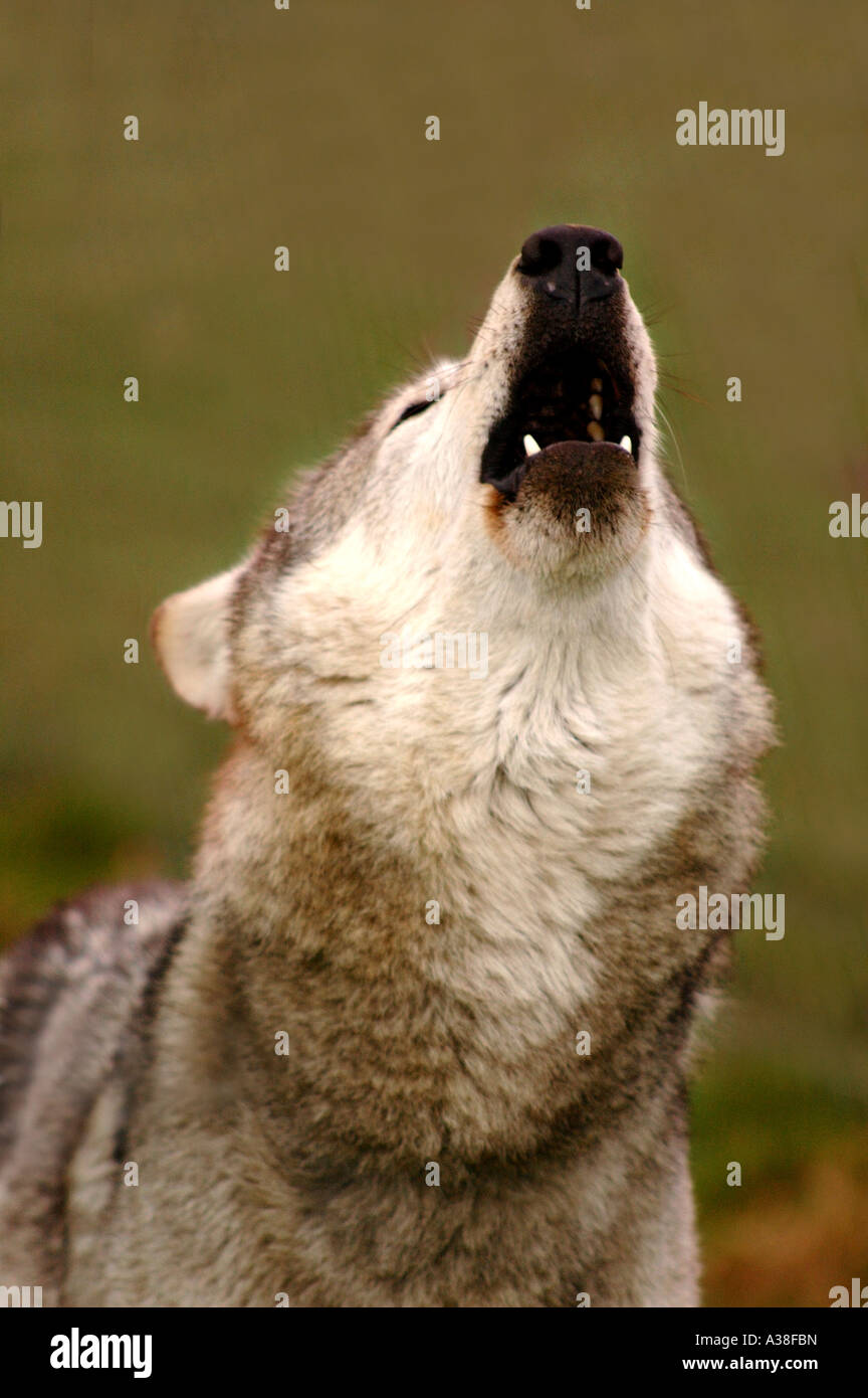 Howling wolf -Fotos und -Bildmaterial in hoher Auflösung – Alamy