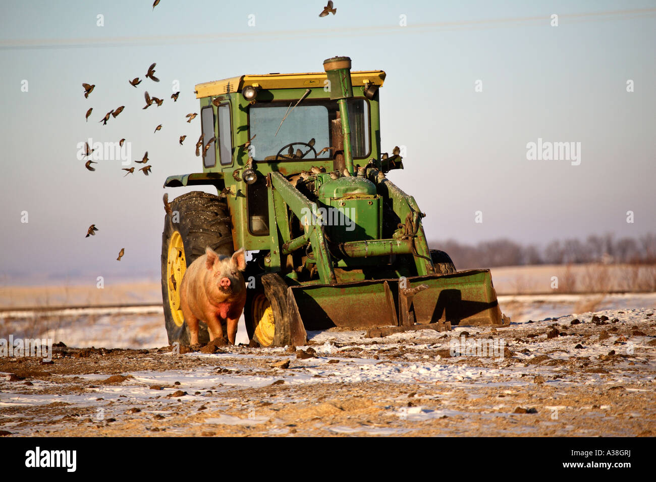 Neben John Deere Traktor Schwein Stockfotografie - Alamy