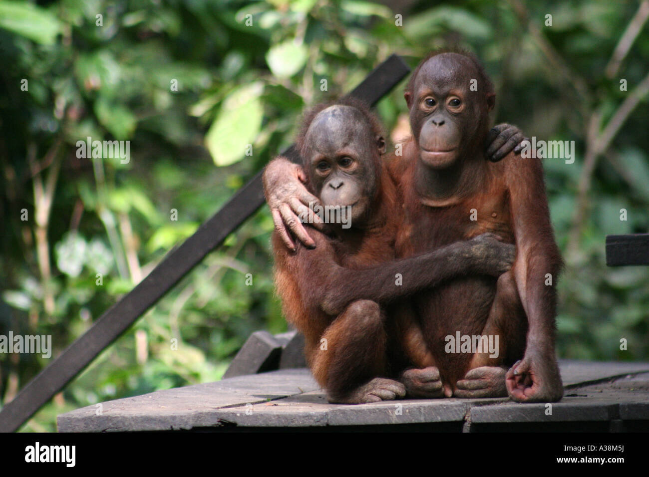 Orang Utans Nisten Fotos Und Bildmaterial In Hoher Auflösung Alamy