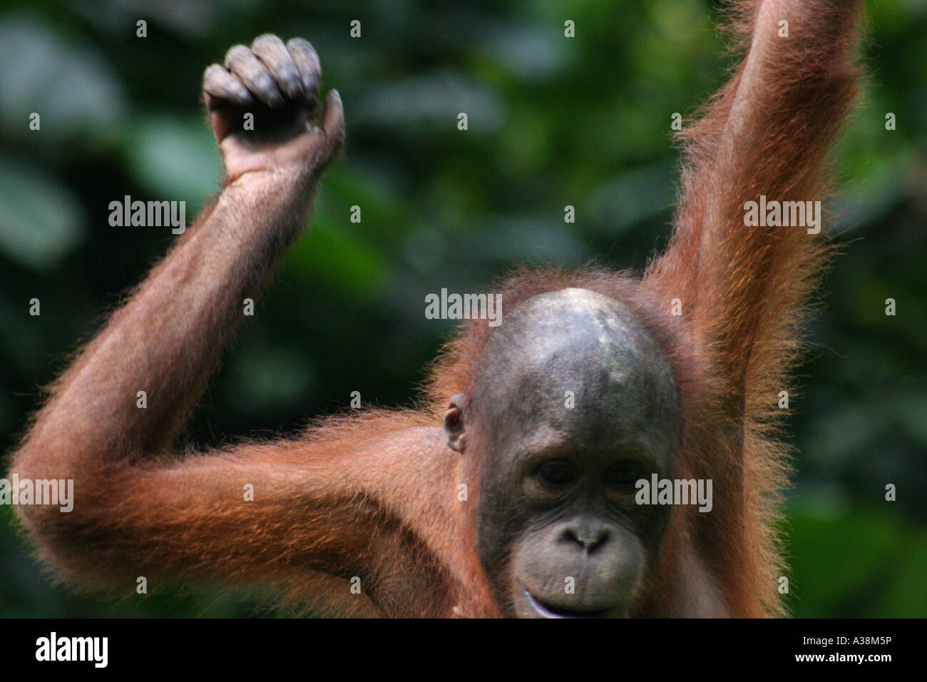 Orang Utan Nest Fotos Und Bildmaterial In Hoher Auflösung Alamy